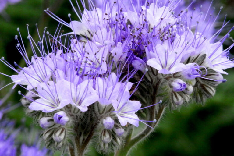 Facelia – kiedy siać i jak uprawiać facelię? - Podręcznik Urządzania